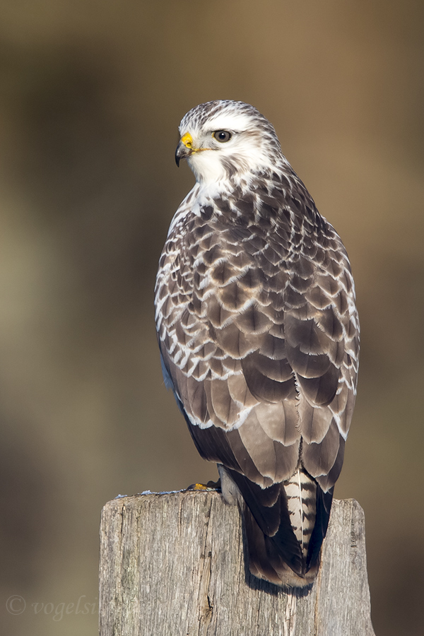 buizerd