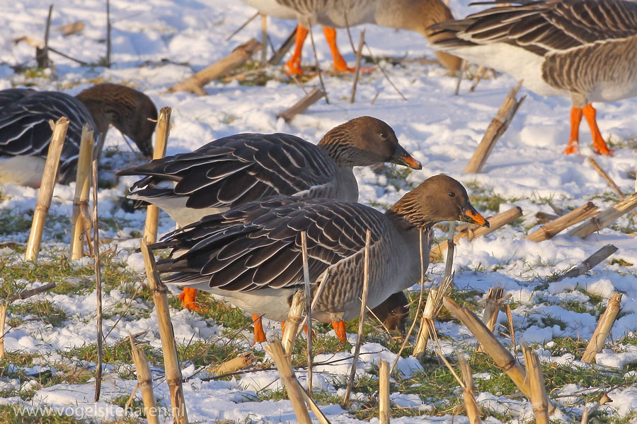rietgans
