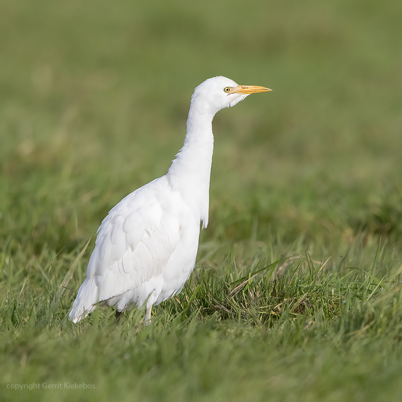 koereiger