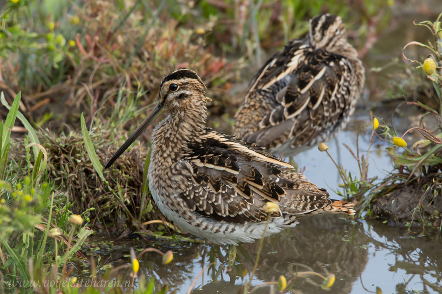 watersnip